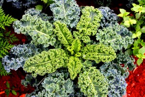 Kale – Snake Creek Farms